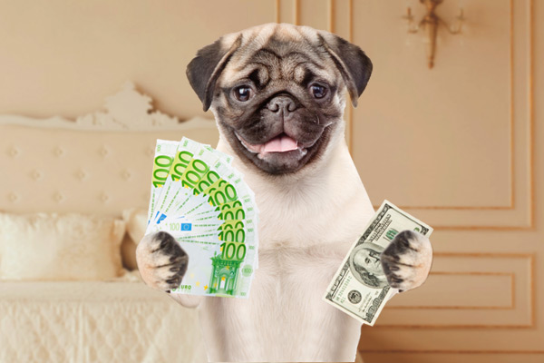 Los animales más ricos del mundo - TuLotero